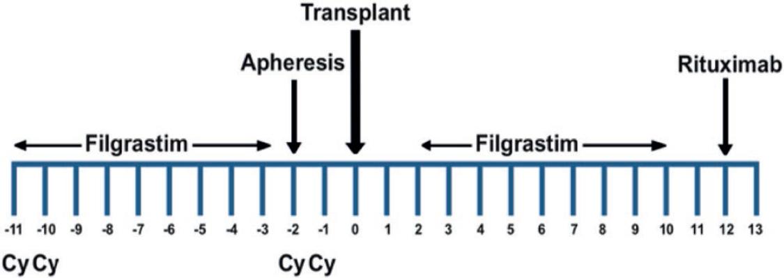 Splitting the Total Dose of Cyclophosphamide in Two Blocks Apart during ...