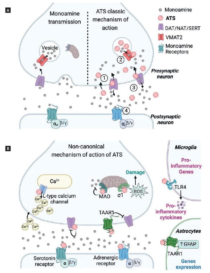 Amphetamine-type Stimulants: Novel Insights into their Actions and use ...