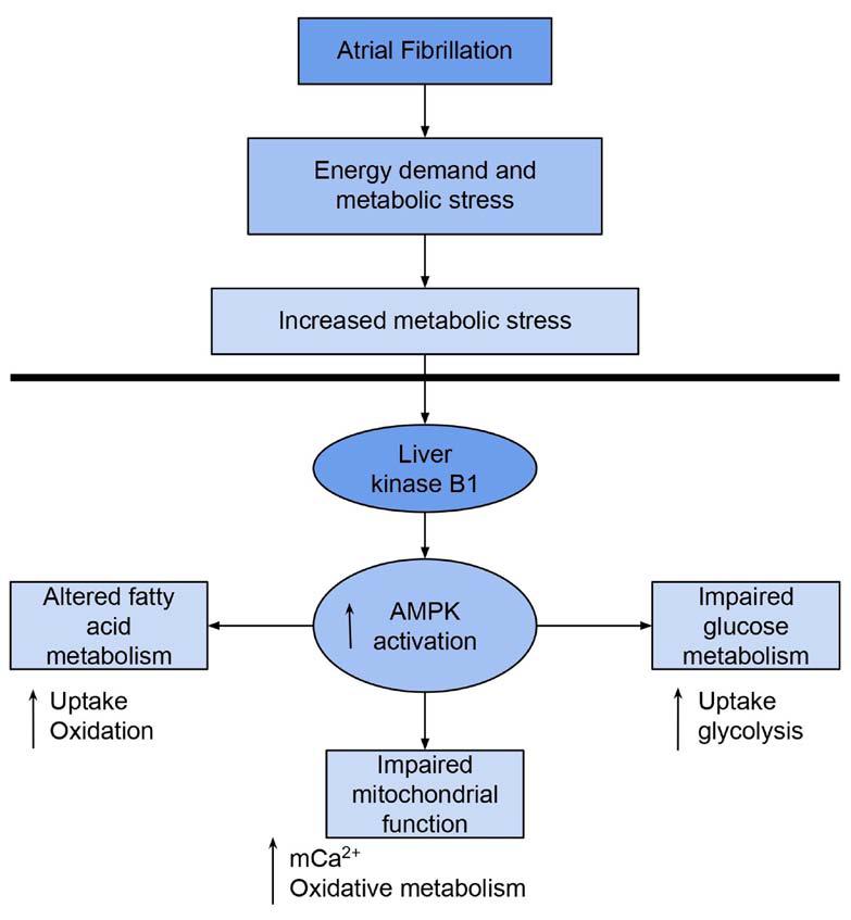 Type 2 Diabetes Mellitus and Nonvalvular Atrial Fibrillation in Mexico ...