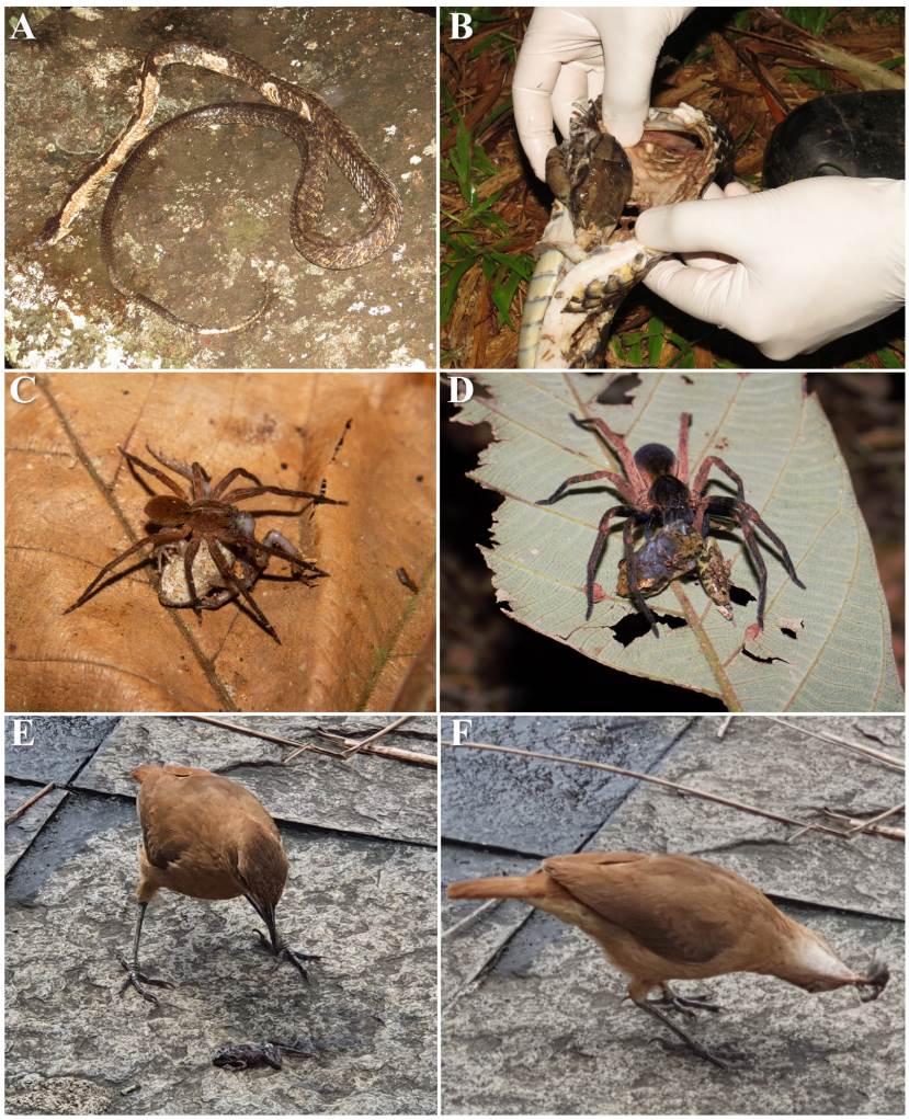 New Predation Records on Thoropa miliaris (Anura: Cycloramphidae), with ...