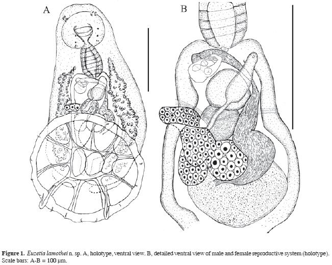 A new species of Euzetia (Monogenea: Monocotylidae) on the gills of ...