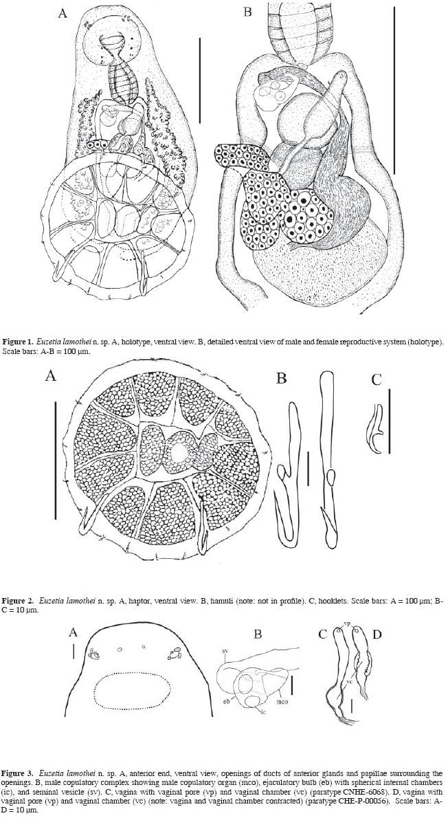 A new species of Euzetia (Monogenea: Monocotylidae) on the gills of ...