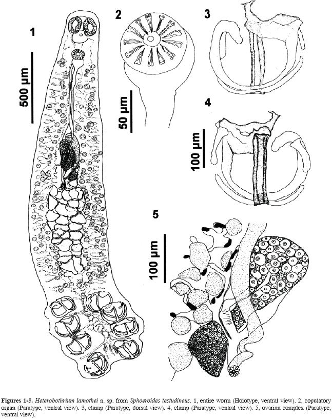 Heterobothrium lamothei n. sp. (Monogenea: Diclidophoridae) from the ...