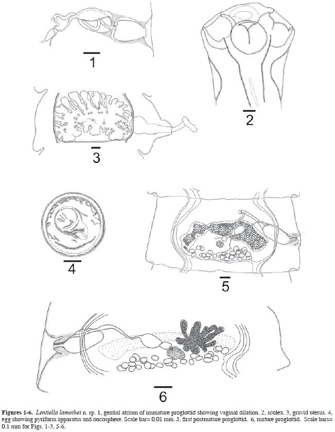 A new species of Lentiella (Cestoda: Anoplocephalidae) from Proechimys ...