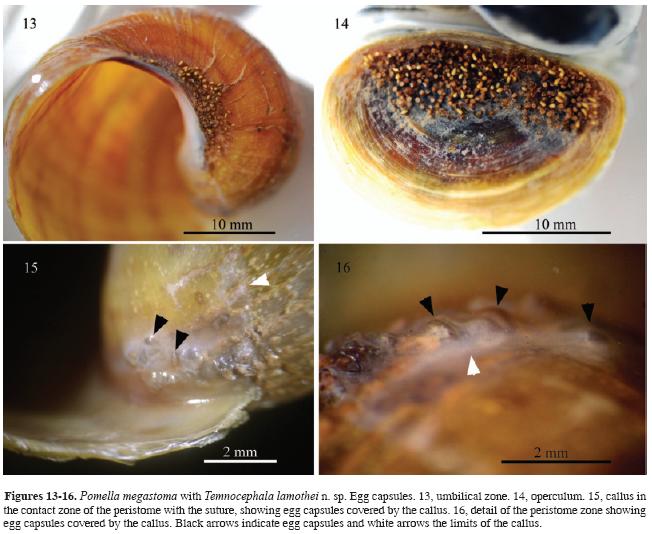 A new species of Temnocephala (Platyhelminthes, Temnocephalida ...