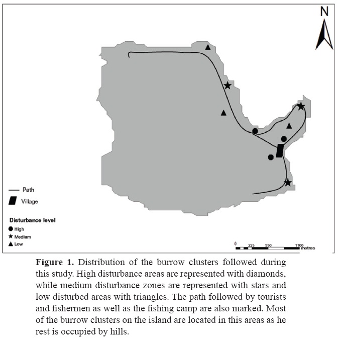 Effects of human disturbance on a burrow nesting seabird