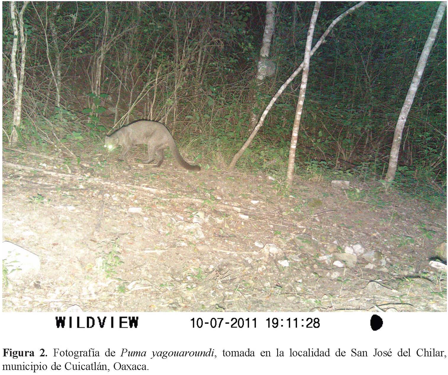 Registros notables del zorrillo manchado (Spilogale angustifrons) y del ...