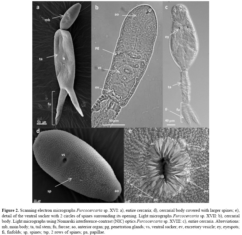 Larval trematodes of Biomphalaria straminea (Mollusca: Planorbidae) in ...