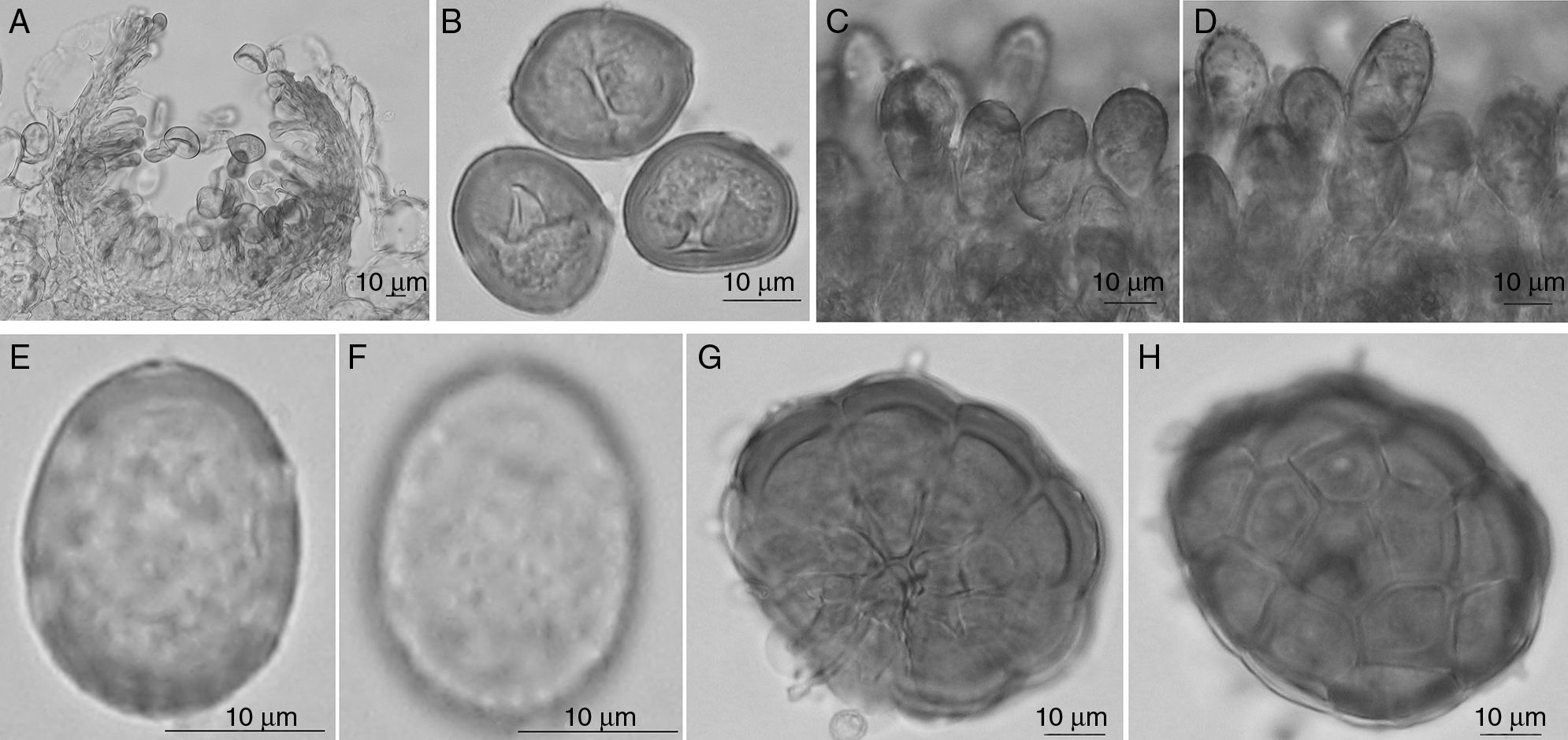 Adiciones a la biota de Pucciniales sobre Fabaceae en Colombia