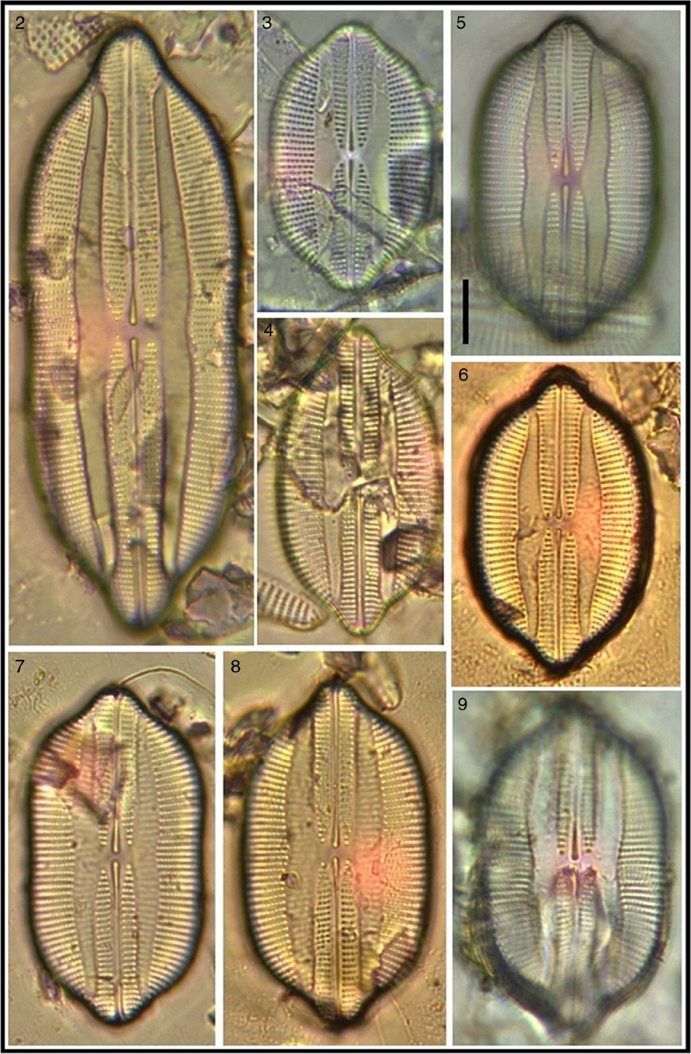 New records and combinations of Lyrella (Bacillariophyceae: Lyrellales ...