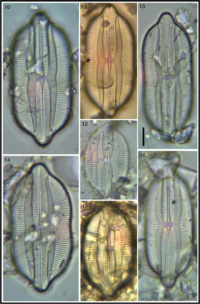 New records and combinations of Lyrella (Bacillariophyceae: Lyrellales ...