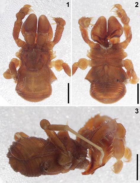 Taxonomic observations on the poorly known genera Isaeus and Tampiconus ...