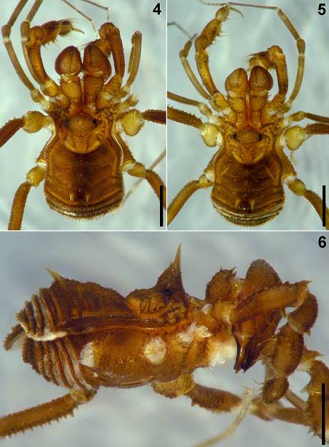 Taxonomic observations on the poorly known genera Isaeus and Tampiconus ...