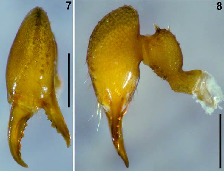 Taxonomic observations on the poorly known genera Isaeus and Tampiconus ...