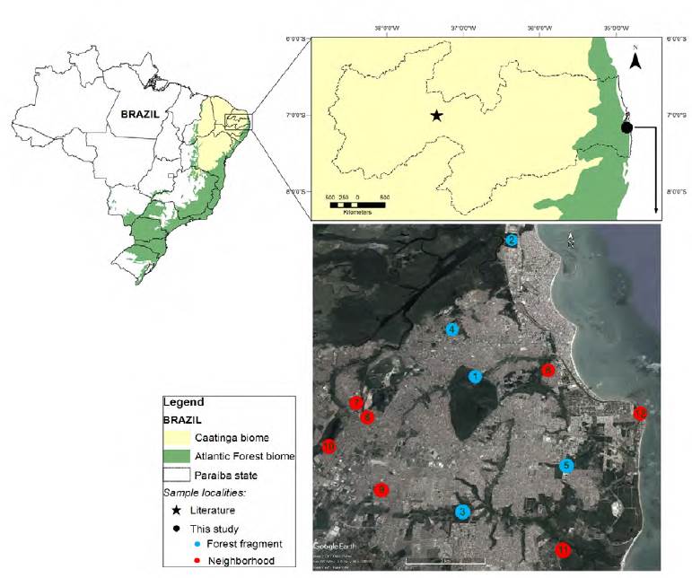 Updated species list of the bat ectoparasitic flies (Diptera ...