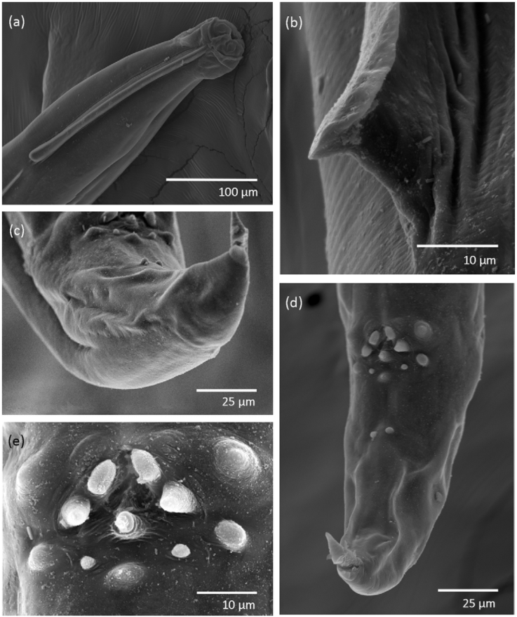 Aspiculuris mexicana n. sp. (Nematoda: Heteroxynematidae) parasite of ...