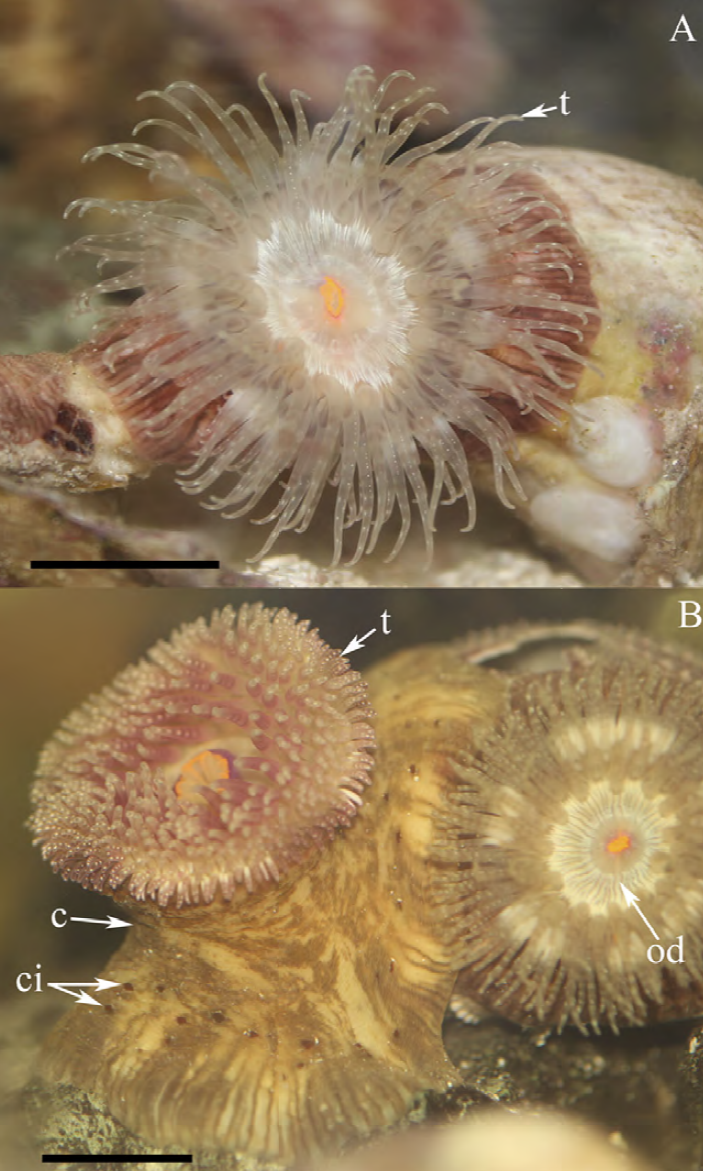 Sea anemones (Anthozoa: Actiniaria) from the coast of Yucatán, Mexico