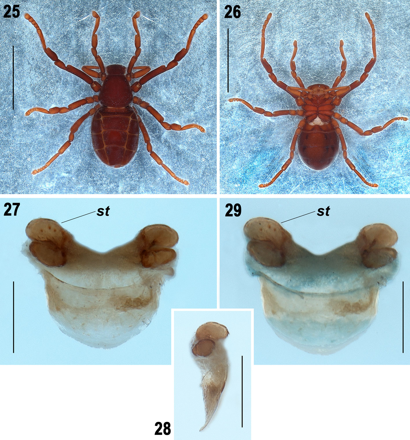 On the Mexican ricinuleids: a new species of the genus Pseudocellus ...