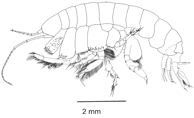 A new species of Ampelisca (Crustacea: Amphipoda: Ampeliscidae) from ...