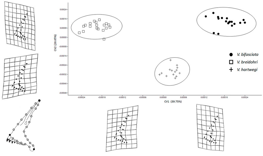 Geometric morphometric comparison of the oral and lower pharyngeal jaws ...