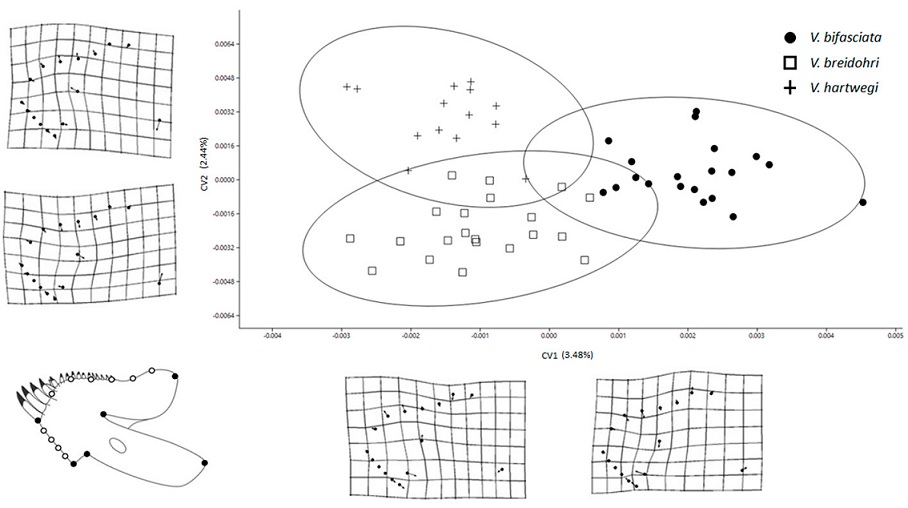 Geometric morphometric comparison of the oral and lower pharyngeal jaws ...