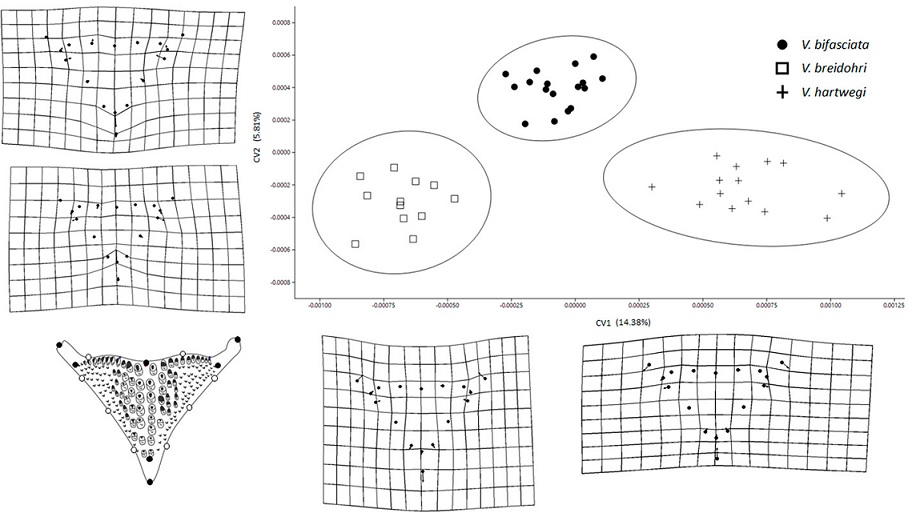 Geometric morphometric comparison of the oral and lower pharyngeal jaws ...
