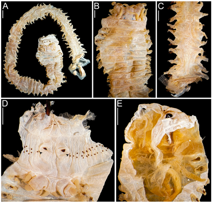 Redescriptions of four nereidid species (Annelida: Phyllodocida ...