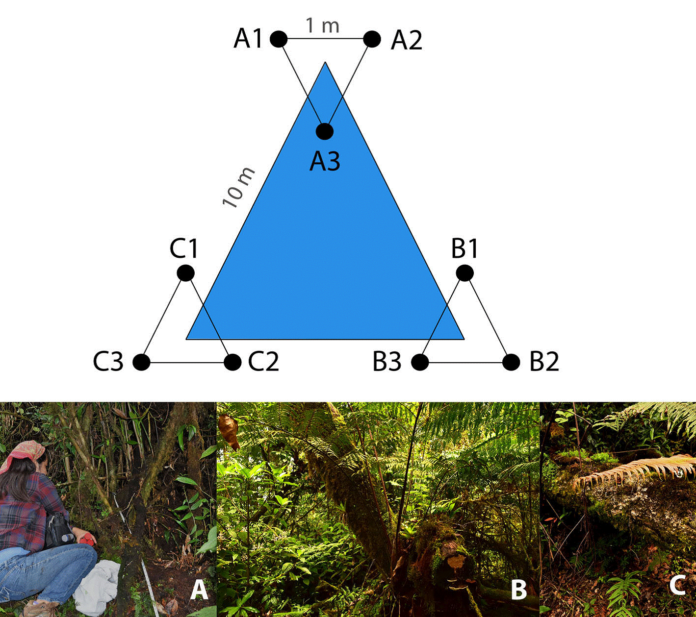 Soil culturable microbial diversity in an undisturbed montane cloud ...
