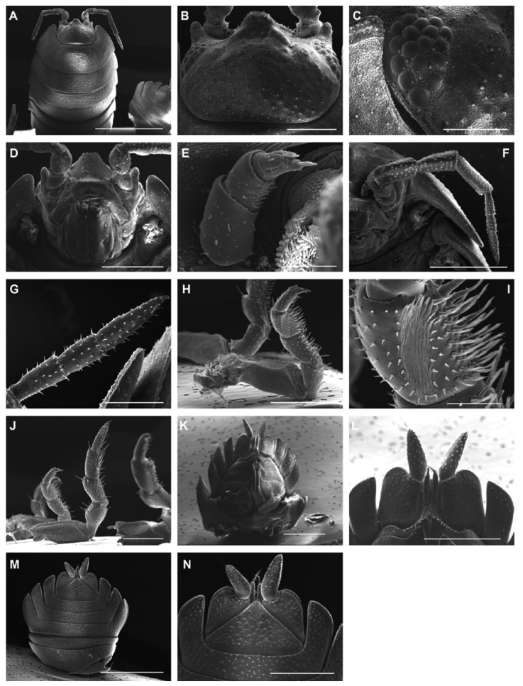 Taxonomic revision of four terrestrial isopods (Crustacea: Oniscidea ...
