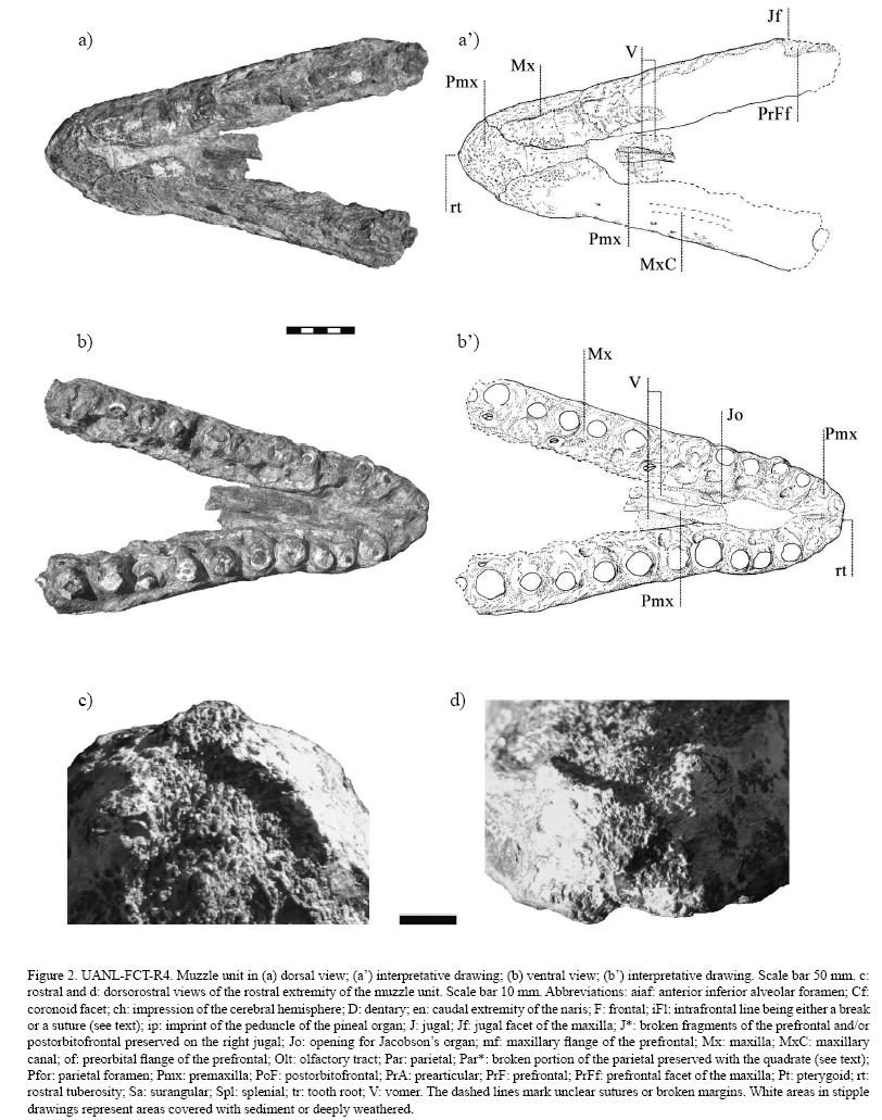 Cranial anatomy of a Maastrichtian (Upper Cretaceous) mosasaur ...