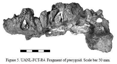 Cranial anatomy of a Maastrichtian (Upper Cretaceous) mosasaur ...