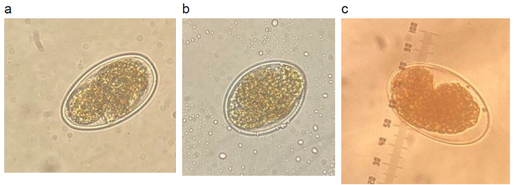 In vitro anthelmintic evaluation of curcumin against the eggs and ...
