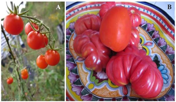 Mexican native varieties and plant health in the context of COVID-19 ...