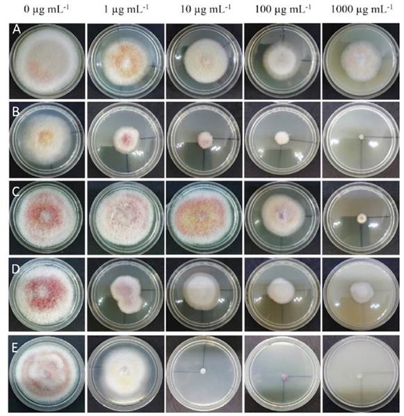 Sensibilidad in vitro de Fusarium sacchari aislado de caña de azúcar a ...
