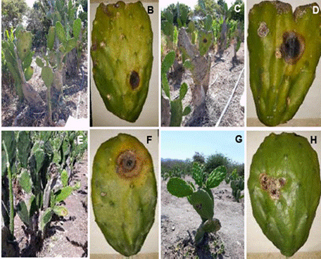 Fungal causal agents of the Black Spot of the cactus (Opuntia ficus ...
