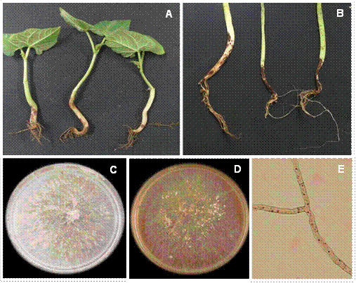 First record of Rhizoctonia solani AG-7 causing root rot of common bean ...
