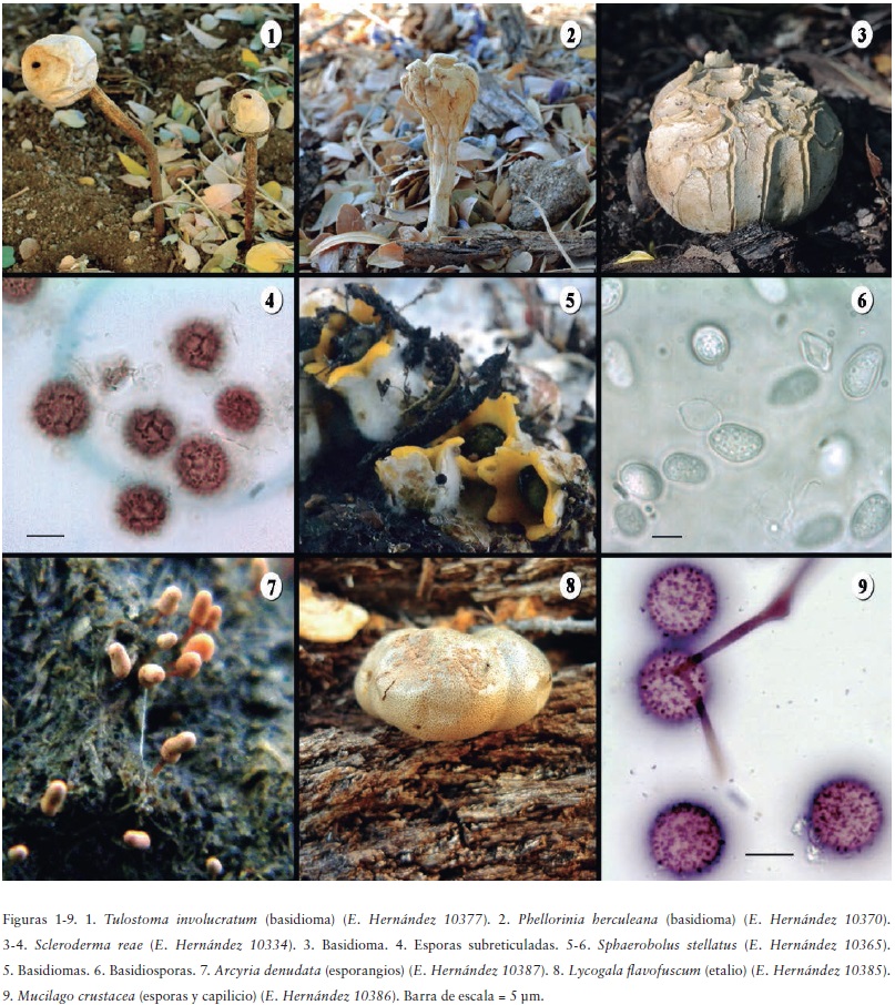 Registros nuevos de hongos gasteroides y mixomicetes de la Sierra de ...