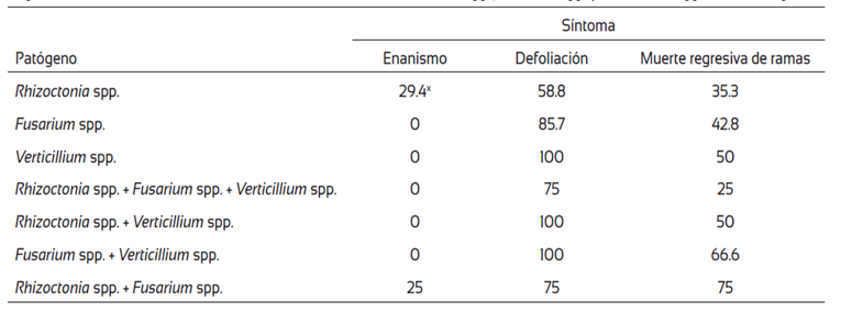 Necrosis foliar; nuevo síntoma asociado a la pudrición de la raíz de ...