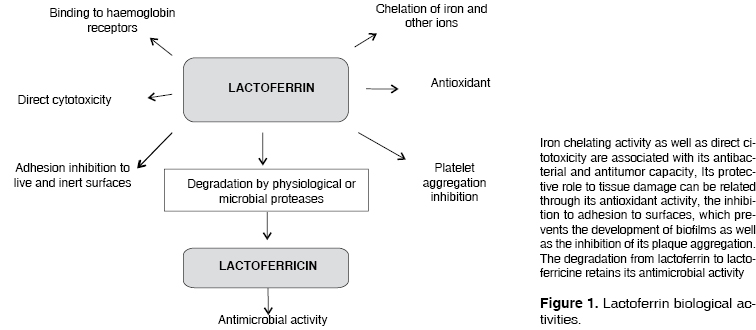Innovative study on lactoferrin in periodontal disease