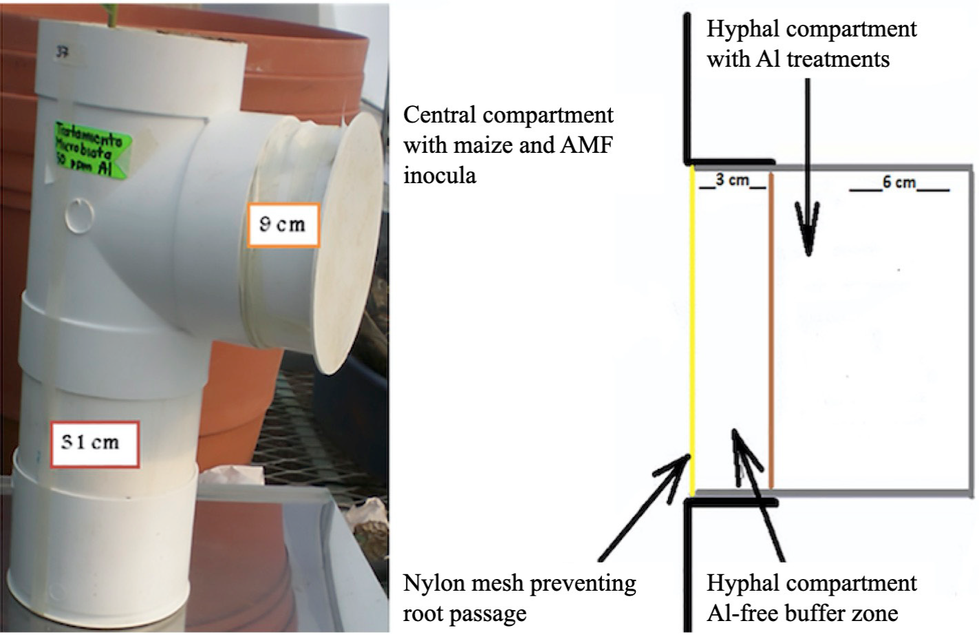 Tolerance of arbuscular mycorrhizal fungi and microorganisms associated ...