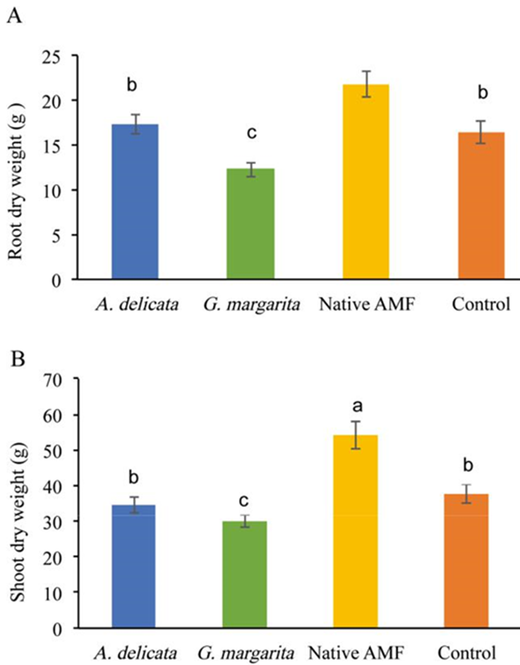 Tolerance of arbuscular mycorrhizal fungi and microorganisms associated ...