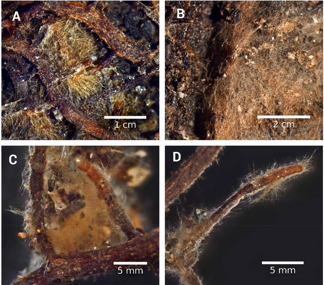 Mesofauna assemblages on the extraradical mycelium of Pinus greggii ...