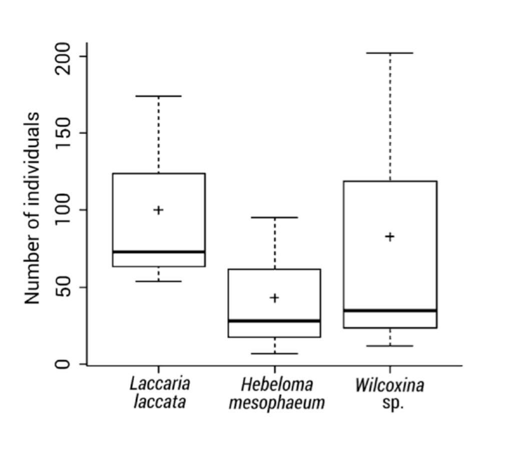 Mesofauna assemblages on the extraradical mycelium of Pinus greggii ...