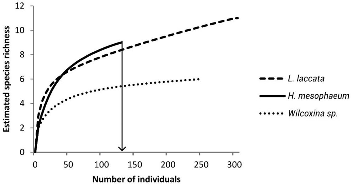Mesofauna assemblages on the extraradical mycelium of Pinus greggii ...