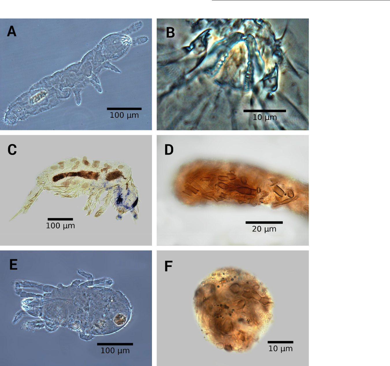 Mesofauna assemblages on the extraradical mycelium of Pinus greggii ...