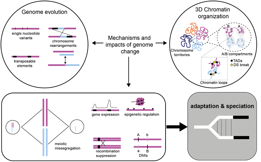 Chromosome evolution and speciation: Revisiting Bush et al. (1977)