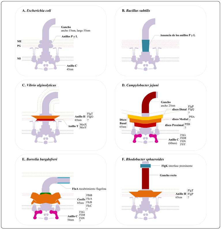 Diversidad y complejidad estructural del flagelo bacteriano